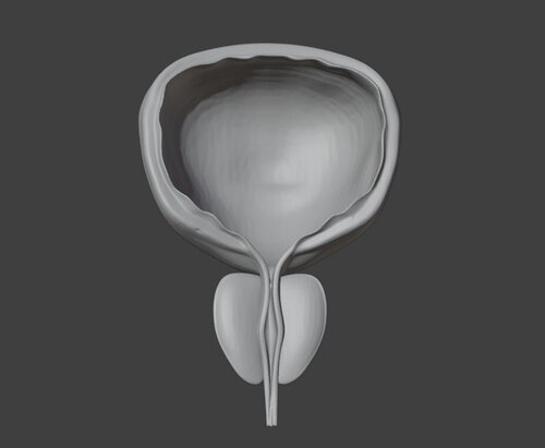 3D Model of Bladder Cross Section - Other organs - embodi3D.com