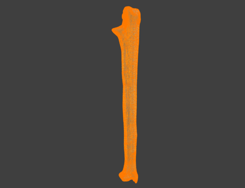 3D Model of Ulna Bone - Extremity, Lower (Leg) - embodi3D.com