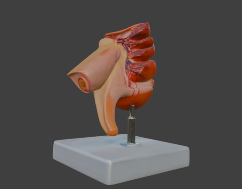 3D Model of Caecum and Appendix - Other organs - embodi3D.com