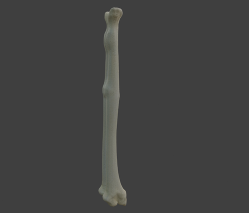 3D Model of Radius Bone - Extremity, Lower (Leg) - embodi3D.com