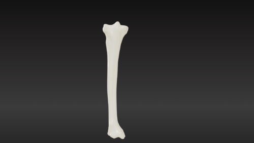 3D Model of Tibia Bone - Extremity, Lower (Leg) - embodi3D.com