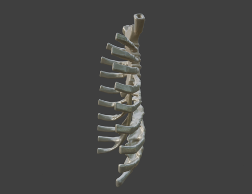 3D Model of Sternum Bone with Cartilage - Extremity, Lower (Leg ...