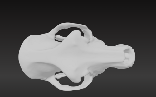 3D Model of Canine Skull with Stand - Skull and Face - embodi3D.com