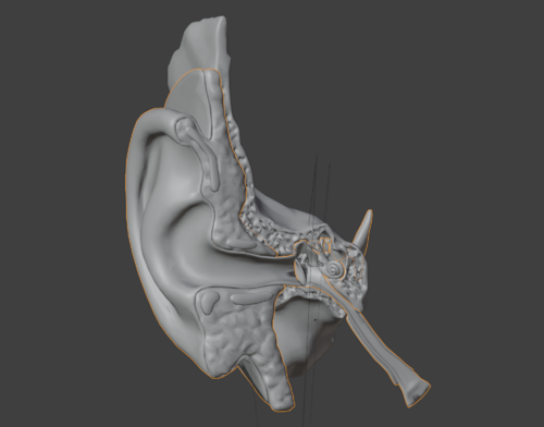 3D Model of Auditory System - Other organs - embodi3D.com