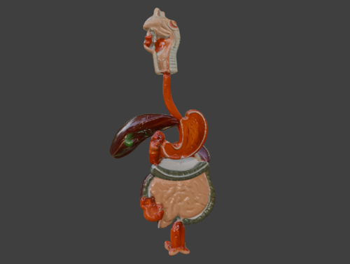 3D Model of Human Digestive System - Other organs - embodi3D.com