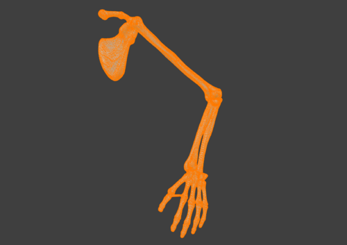 3D Model of Arm Skeleton with Clavicle, Scapula, and Hand Anatomy ...