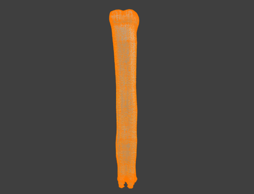 3D Model of Ulna Bone - Extremity, Lower (Leg) - embodi3D.com