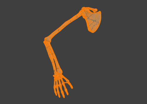 3D Model of Arm Skeleton with Clavicle, Scapula, and Hand Anatomy ...
