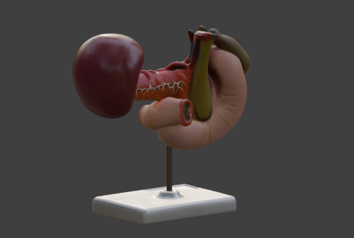 3D Model of Rear Organs Of The Upper Abdomen Anatomy - Other organs ...