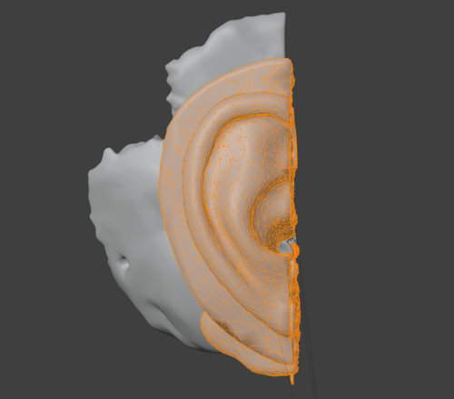 3D Model of Auditory System - Other organs - embodi3D.com