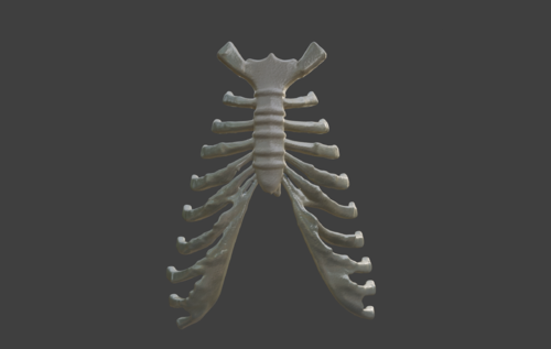 3D Model of Sternum Bone with Cartilage - Extremity, Lower (Leg ...