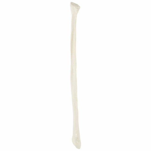 3D Model of Fibula Bone - Extremity, Lower (Leg) - embodi3D.com