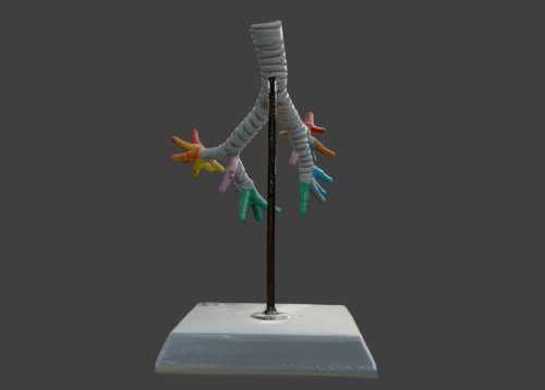 3D Model of Trachea and Bronchi with Stand - Other organs - embodi3D.com