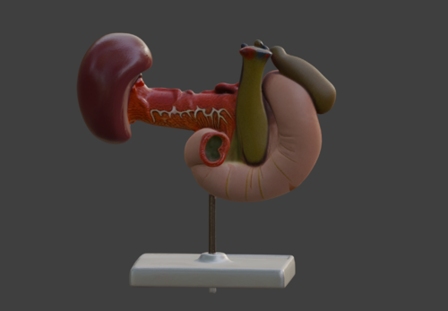 3D Model of Rear Organs Of The Upper Abdomen Anatomy - Other organs ...