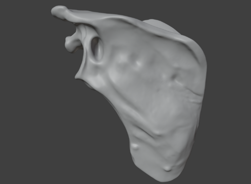 3D Scapula Bone Model - Extremity, Upper (Arm) - embodi3D.com