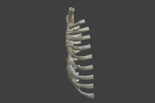 3D Model of Sternum Bone with Cartilage - Extremity, Lower (Leg ...