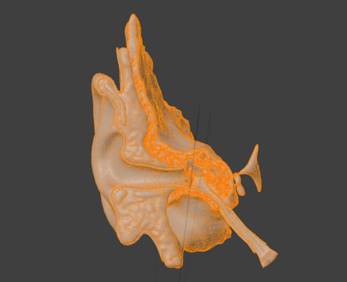 3D Model of Auditory System - Other organs - embodi3D.com
