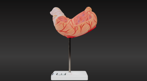 3D Human Stomach Anatomy Model - Other organs - embodi3D.com