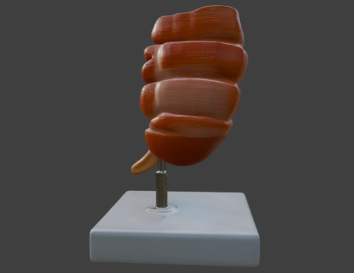 3D Model of Caecum and Appendix - Other organs - embodi3D.com