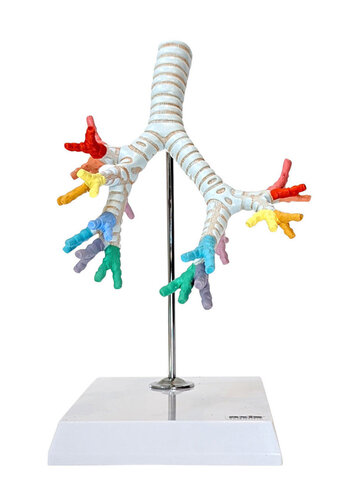 3D Model of Trachea and Bronchi with Stand - Other organs - embodi3D.com
