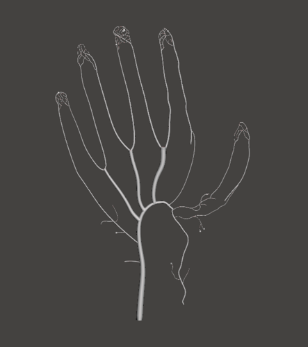 Hand Blood Vessels - Miscellaneous - embodi3D.com
