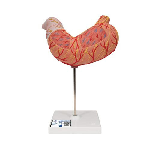 3D Human Stomach Anatomy Model - Other organs - embodi3D.com