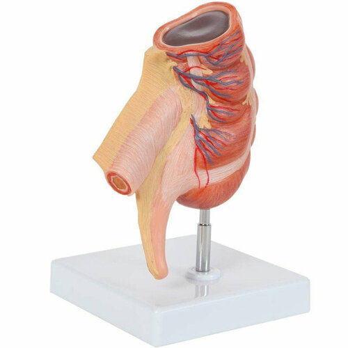 3D Model of Caecum and Appendix - Other organs - embodi3D.com