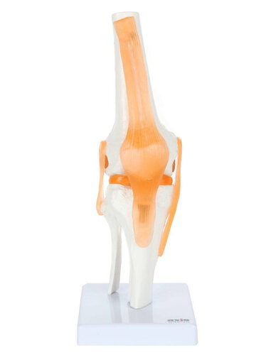 3D Model of Human Knee Joint with Ligaments on Stand - Extremity, Lower ...