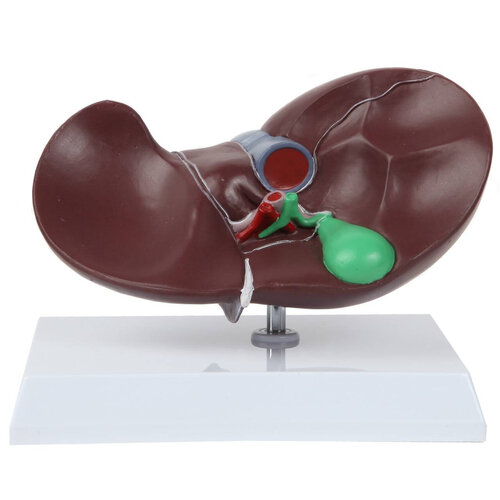 3D Model of Human Liver Anatomy v3 - Other organs - embodi3D.com