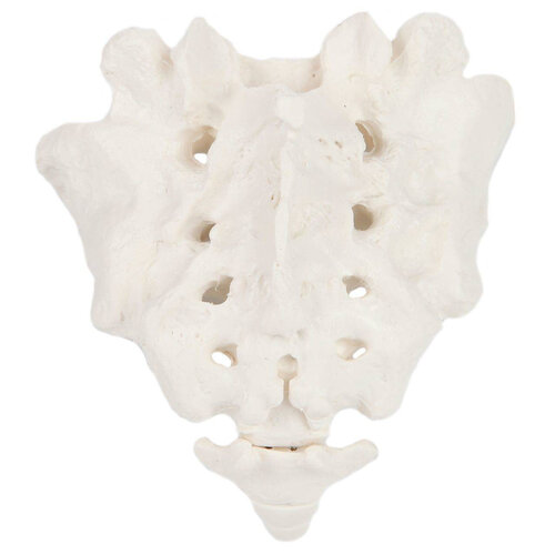 3D Model of Sacrum - Spine and Pelvis - embodi3D.com