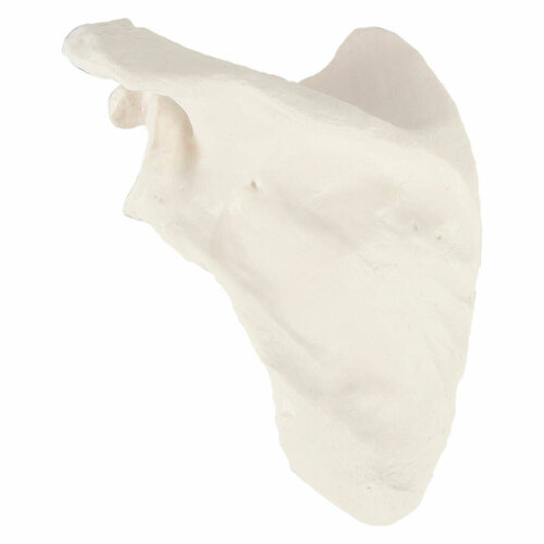 3D Scapula Bone Model - Extremity, Upper (Arm) - embodi3D.com