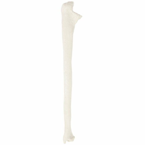 3D Model of Ulna Bone - Extremity, Lower (Leg) - embodi3D.com