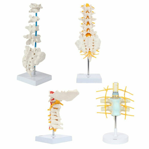 3D Vertebrae Anatomy Model Set with Stand - Other organs - embodi3D.com