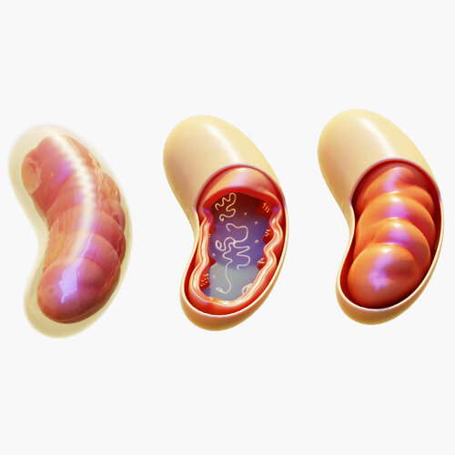 3D Model of Mitochondria Anatomy - Other organs - embodi3D.com