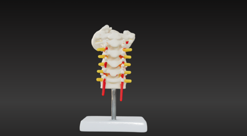 3D Vertebrae Anatomy Model with Stand v1 - Spine and Pelvis - embodi3D.com