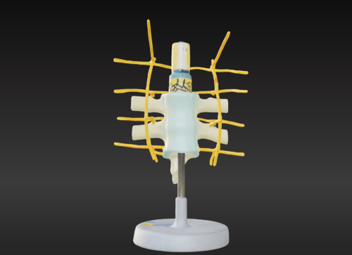 3d Vertebrae Anatomy Model With Stand V2 Spine And Pelvis