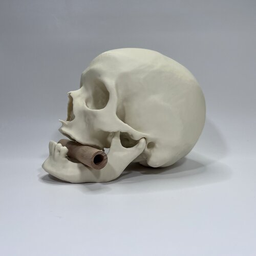 Visible Human Female Cranium and Mandible - Skull and Face - embodi3D.com