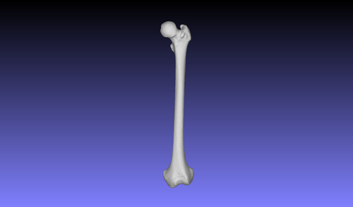 Left Human Femur from CT - Extremity, Lower (Leg) - embodi3D.com